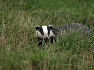 200+ Unique, Awesome and Cute Badger Names list - Haha Names