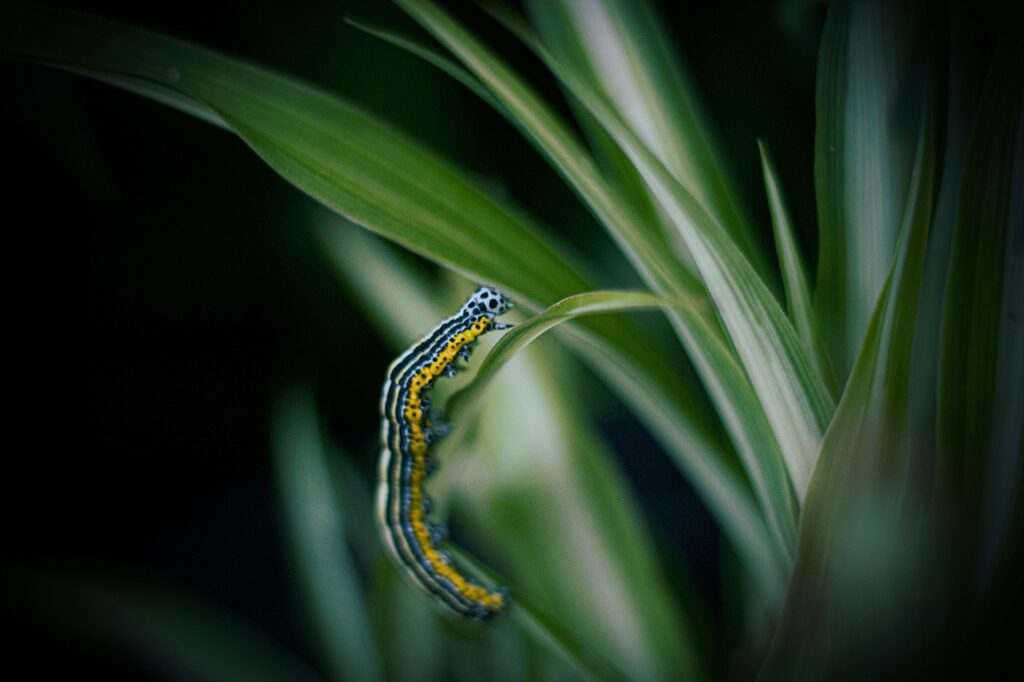 Unique Creative and Interesting Caterpillar Names - Haha Names