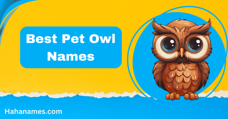 150+ Best Owl Names for Your Wise and Mysterious Pet - Haha Names