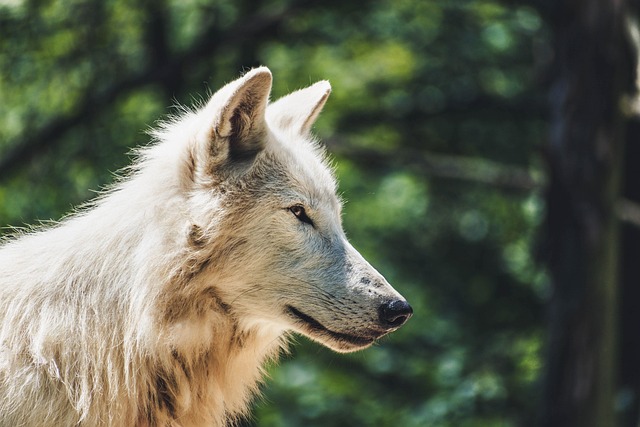 150+ Best White Wolf Names for Females: Powerful, Mystical & Unique ...