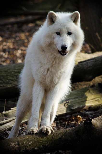 150+ Best White Wolf Names for Females: Powerful, Mystical & Unique ...
