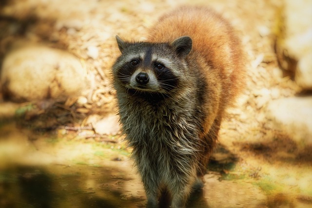 201+ Best Names for a Raccoon: Cute, Funny, and Clever Ideas - Haha Names